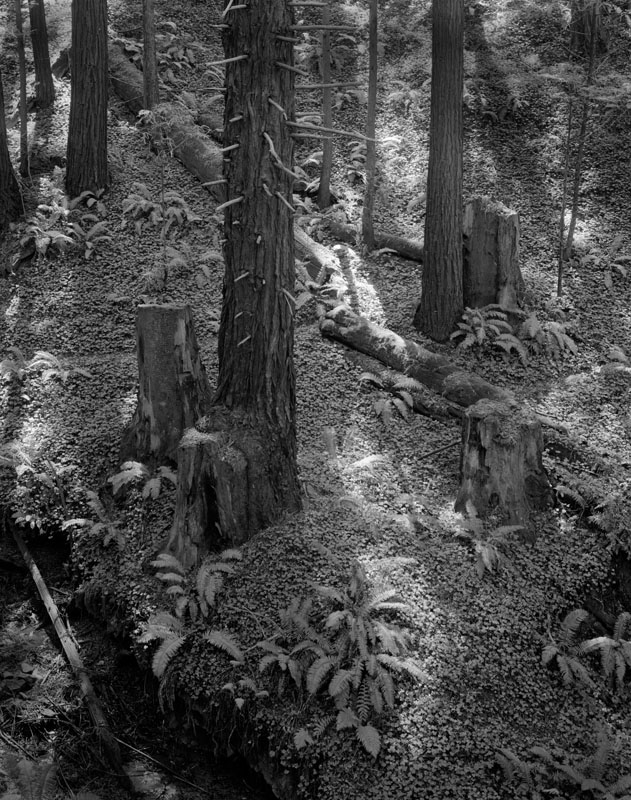 Artist Spotlight: Photographer Alan Ross • Carmel Visual Arts